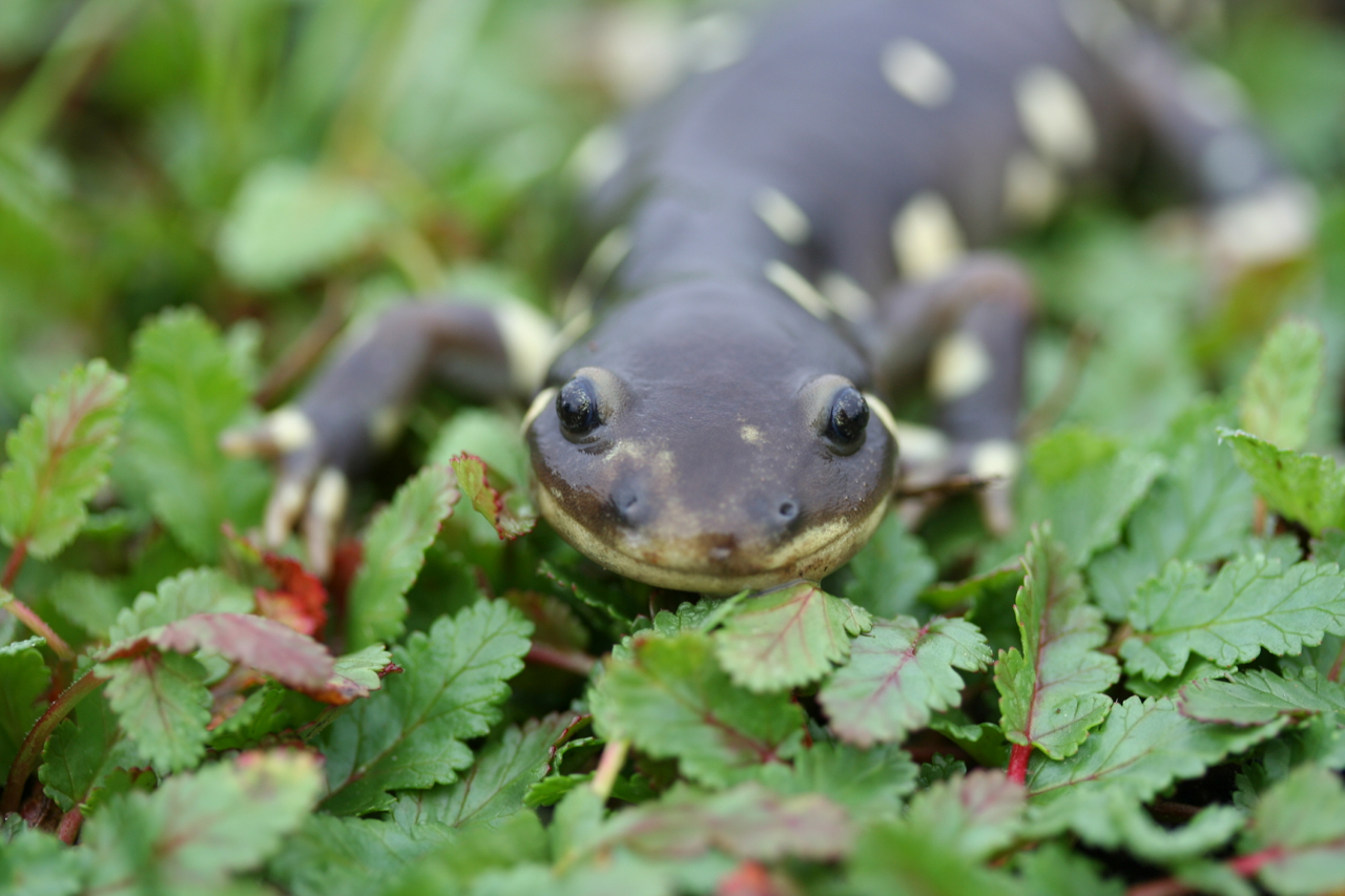 California Tiger Salamander (Ambystoma californiense) – The California ...