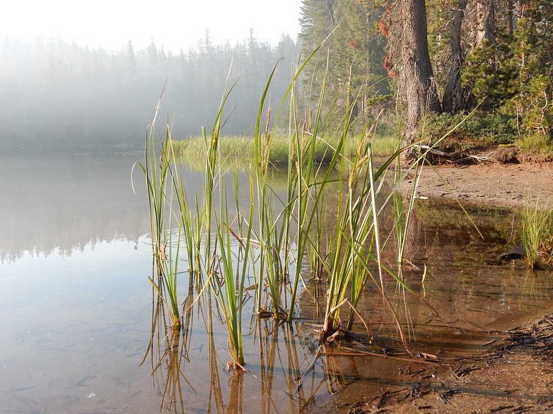 Carex spp. – Sedges – The California Biologist's Handbook