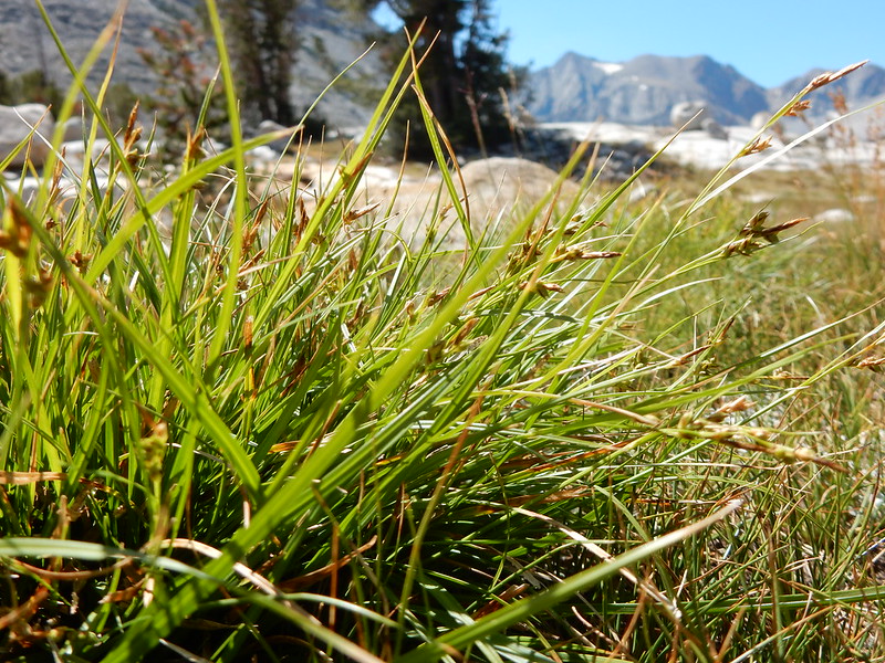 Carex spp. – Sedges – The California Biologist's Handbook