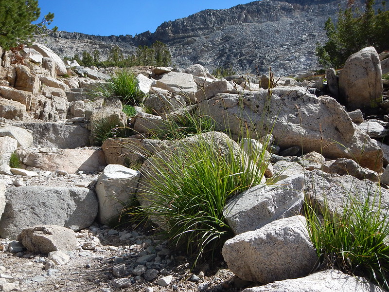 Carex spp. – Sedges – The California Biologist's Handbook