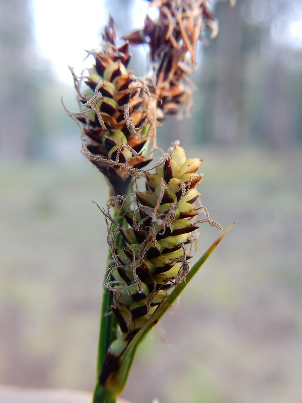 Carex spp. – Sedges – The California Biologist's Handbook