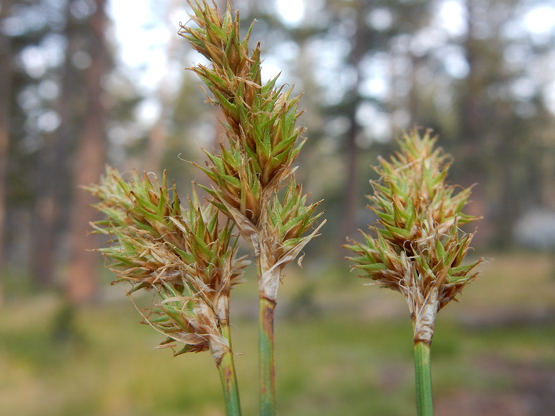 Carex spp. – Sedges – The California Biologist's Handbook