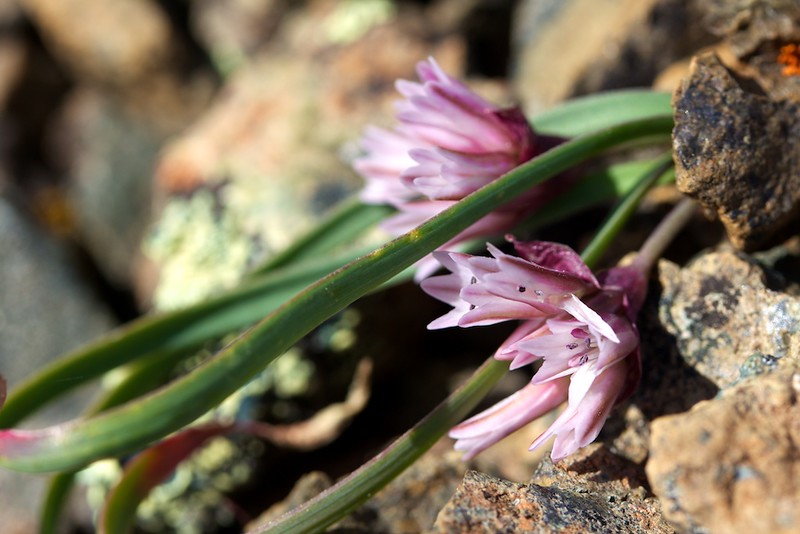 ALLIACEAE (Onion Family) & Allium ssp. – The California Biologist's ...