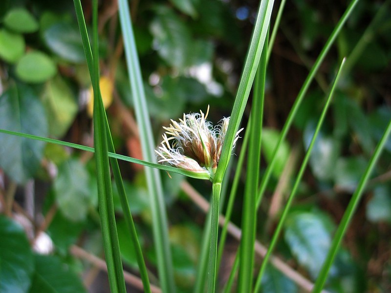 Bolbaschoenus maritimus var. paludosus – Saltmarsh Bulrush – The ...